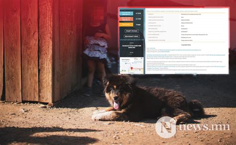 Нохойны үржил хязгаарлах 100 саяын тендер зарлажээ News Mn