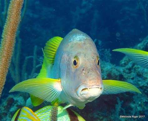 Schoolmaster Snapper Facts Rolling Harbour Abaco