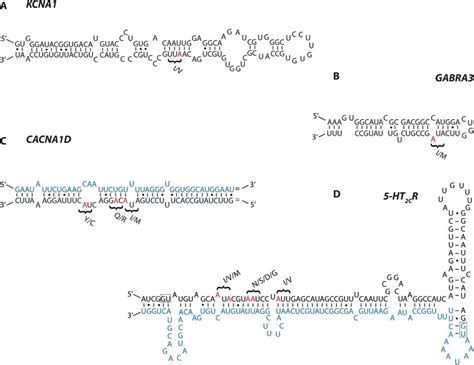 Predicted Rna Duplex Structures Of Adar Substrates Edited Adenosines Download Scientific