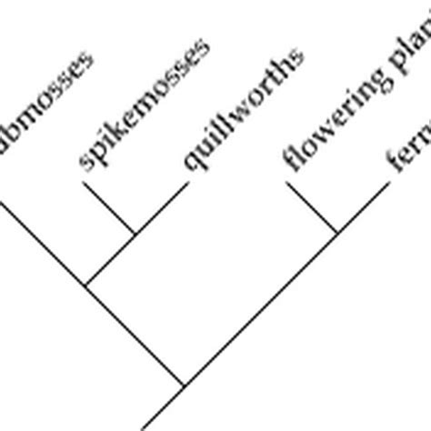 Cladistics Primates