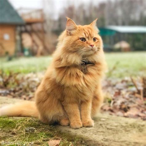 Orange Siberian Forest Cat