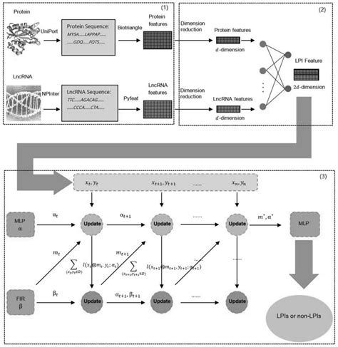 Method For Predicting Lncrna Protein Interaction Through Double Neural Network Structure Based