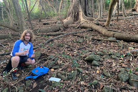 Extinct Wood Feeding Cockroach Rediscovered On Lord Howe Island Abc News