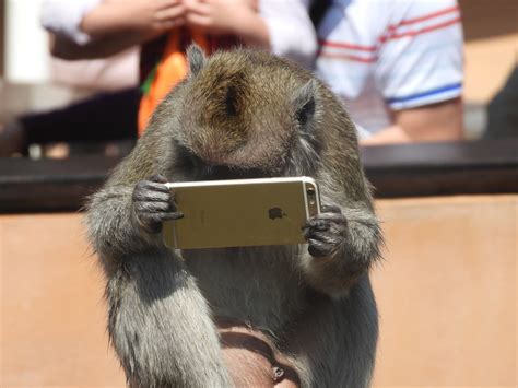 新竹動物園猴子上班滑手機被抓包 手捧iPhone狂刷笑翻網 ETtoday寵物雲 ETtoday新聞雲