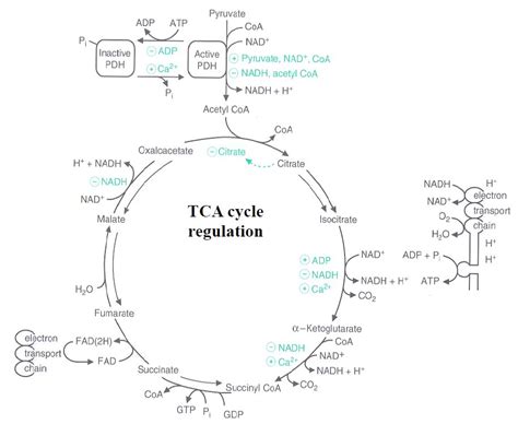 The Tca Cycle The Tca Cycle