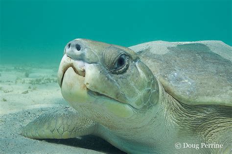 Flat Back Turtle