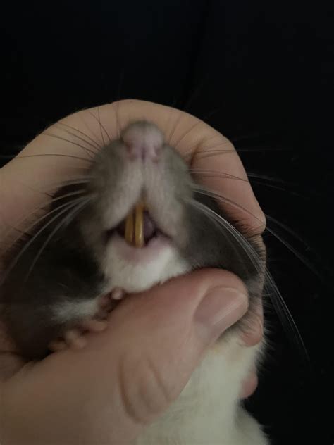 Rodent Teeth