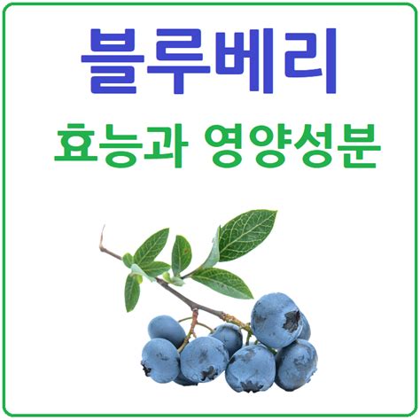 [건강] 블루베리 효능과 하루섭취량 네이버 블로그