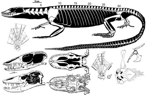 Varanus