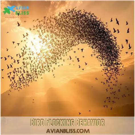 Bird Flocking Behavior Natures Secret Code To Survival Revealed Bird Flocking Behavior Natures Secret Code To Survival Revealed