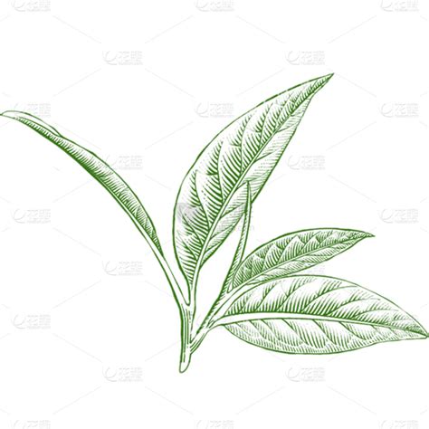 植物通用绿色手绘线条茶叶元素素材