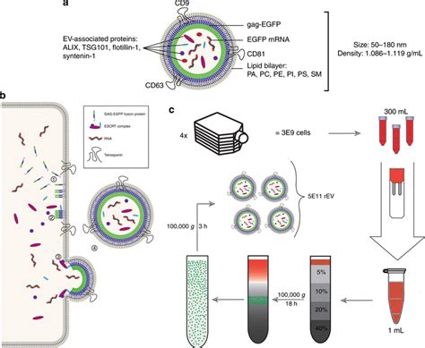 Rev Are Separated From Conditioned Medium Using Density Gradient Download Scientific Diagram