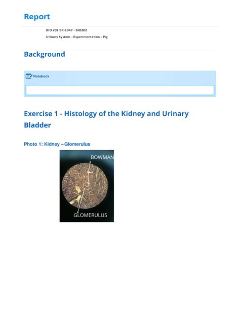 BIO 202 Urinary System Experimentation Lab Report Browsegrades