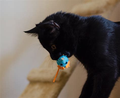 5 Coisas Que Deixam O Gato Irritado Magazine PT Portal De Novidades