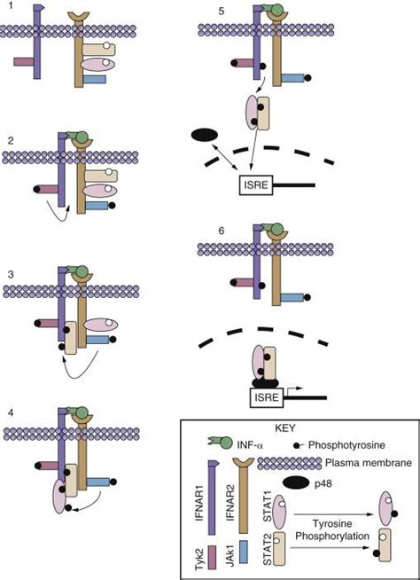 Interferons Clinical Tree