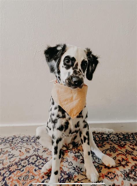 My Long Coat Dalmatian Penny Turns 9 Months This Week Im Not Sure