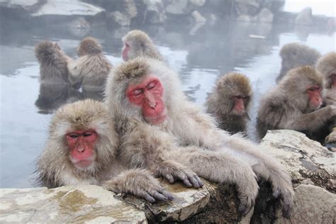 더쿠 원덬이 좋아하는 온천원숭이 모음