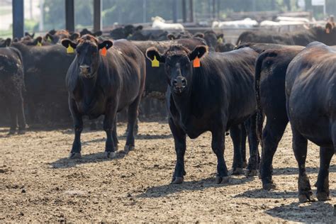 Government Funding Boosts Beef Cattle Genetics Research At University