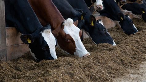 Alltech On Linkedin Today More Than Ever The Greatest Challenge Of The Feed Industry Is To…