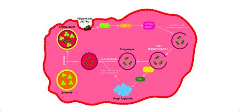 Overview Of Macroautophagy Macroautophagy Is One Of Autophagic Download Scientific Diagram