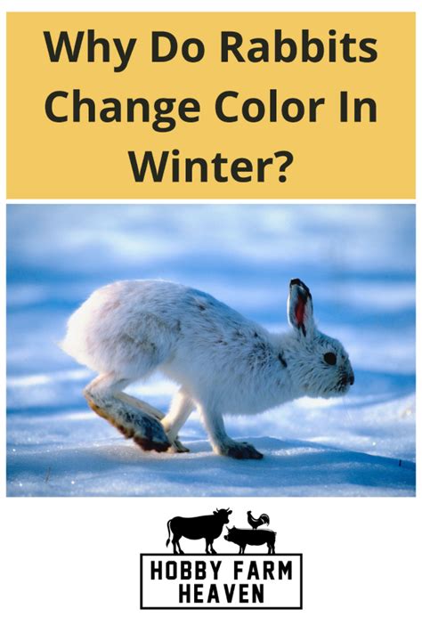 Why Do Rabbits Change Color In The Winter Hobby Farm Heaven