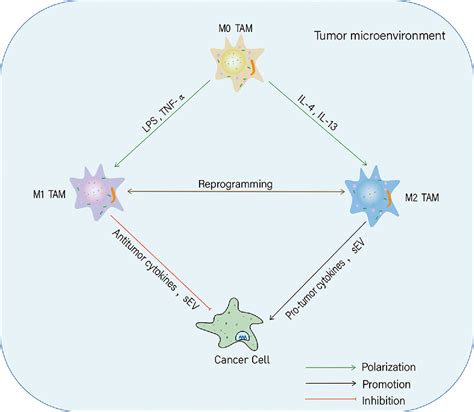 Figure 1 From Crosstalk Among Long Non Coding Rna Tumor Associated Macrophages And Small