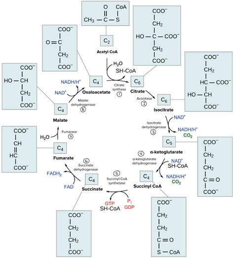 Krebs Cycle Definition Steps Products Regulation Biology Notes Online