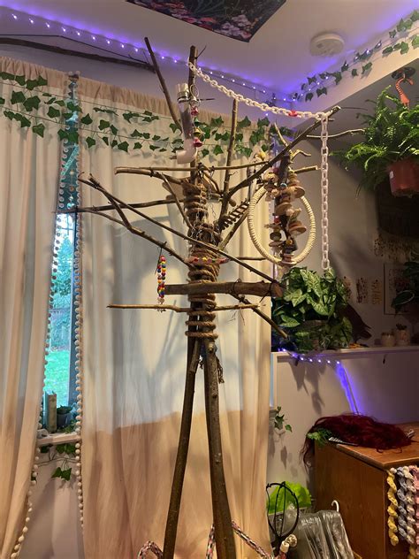 Bird Habitat Rcockatiel