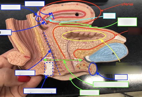 Reproductive Organs Female Diagram Quizlet