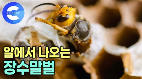 500여 마리 장수말벌로 꽉찬 벌집 🐝 장수말벌 짝짓기 장수말벌 여왕벌 꿀 훔치는 도둑벌 벌의 겨울나기 고단한 벌의 삶 다큐프라임 Youtube