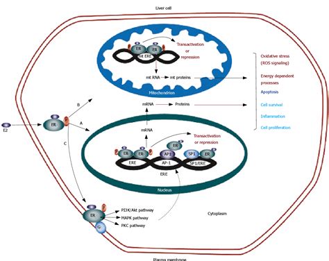 Figure 1 From Role Of Sex Steroid Receptors In Pathobiology Of Hepatocellular Carcinoma