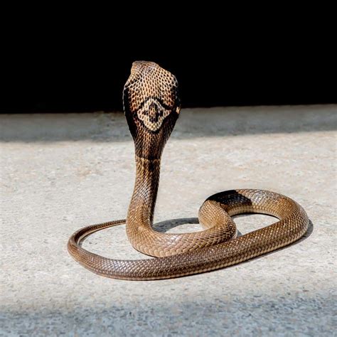 Difference Between Monocled Cobra And King Cobra