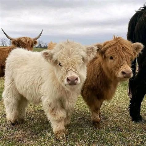 Miniature Cattle Breeds With Pictures