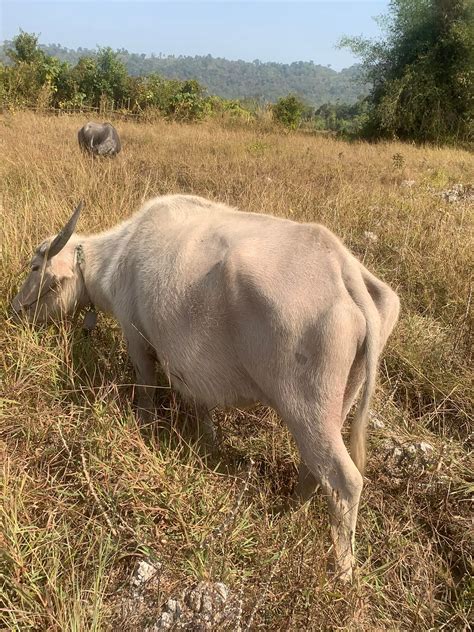 ທະນາຄານ ທະນາຄານ ນະໂຍບາຍ ໜ່ວຍບໍລິການ ເມືອງ ບໍລິຄັນ