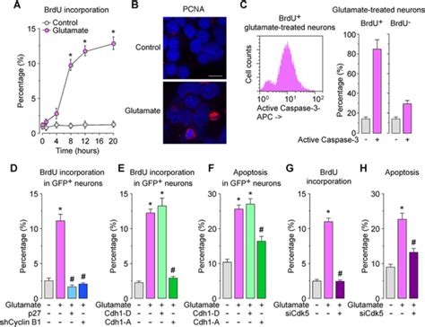 Cdk5 Mediated Cdh1 Phosphorylation Induces Cell Cycle Entry Leading To