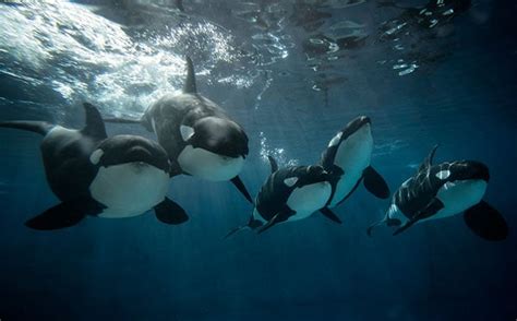 Orlando Killer Whale Tour Orca Encounter
