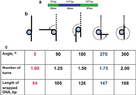 Schematic For Calculation Of Nucleosome Parameters From The Afm Images