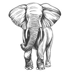 Elephant Vector Images Over