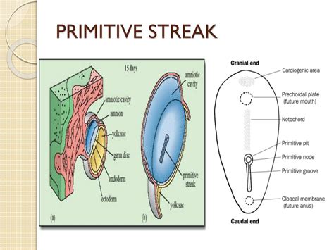 Ppt Embryology Powerpoint Presentation Free Download Id 4872276