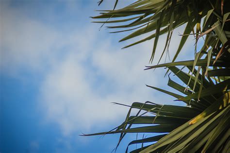 극적인 하늘 배경 및 텍스트에 대 한 중간 복사 공간 녹색 잎 프레임 녹색의 자연 프레임 흐린 하늘 배경에 분기를 둡니다 푸른 하늘에 대 한 숲에 녹색 나뭇잎의 프레임 0