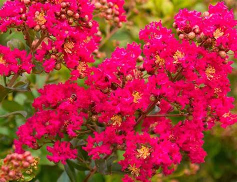 Hardy Exotic Plants To Grow In The Uk Nick Wilsons Garden