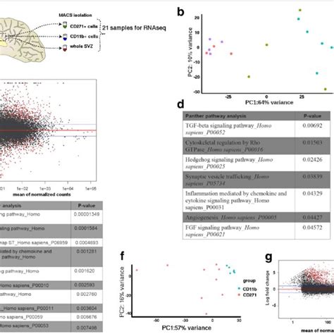 Transcriptome Profiling Of Neural Stem Cells Of The Human Svz A Scheme Download Scientific
