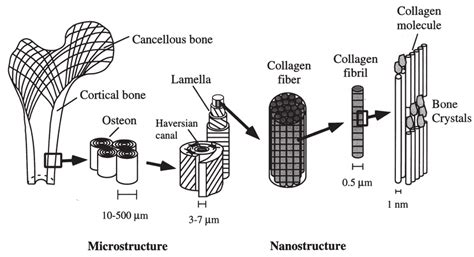 Structures Of Bone Matrix Download Scientific Diagram