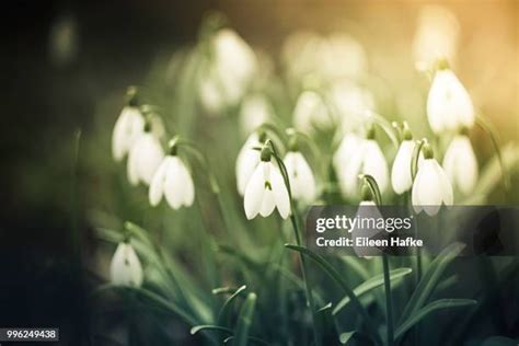 Eileen Green Photos And Premium High Res Pictures Getty Images