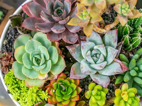 Types Of Succulents
