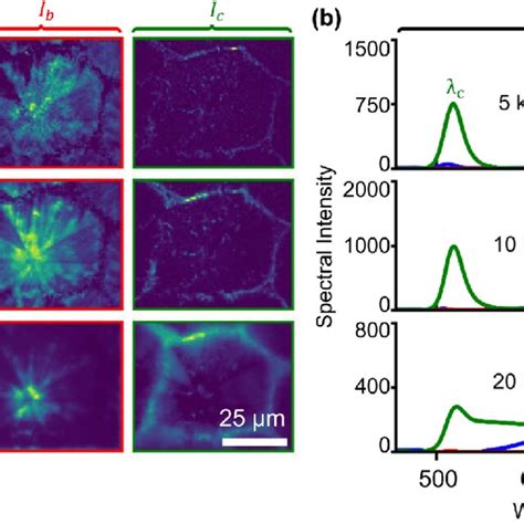 Blind Nmf Decomposition Of Environmentally Exposed Sample With Rank