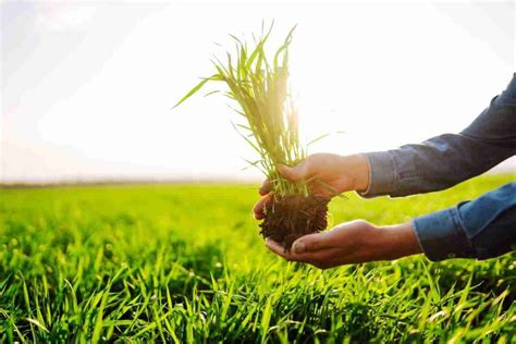 Pythium Oligandrum Il Biofungicida Per Prevenire Le Malattie Fungine