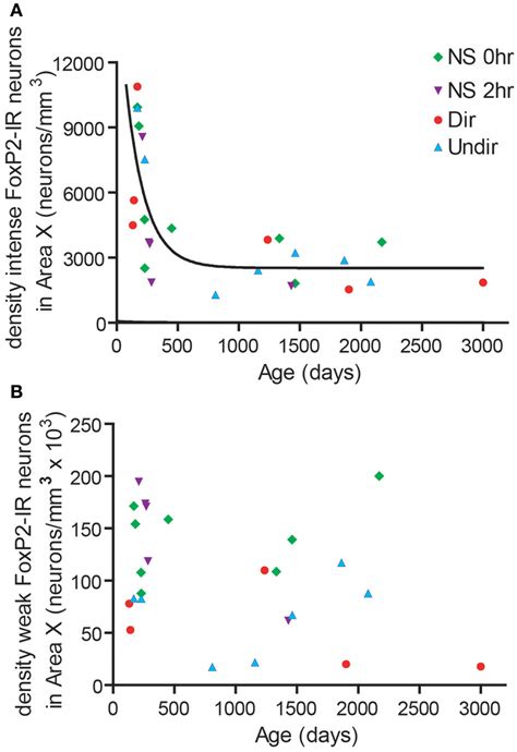 Foxp2 Expression Was Higher In Younger Adults Than In Older Adults A