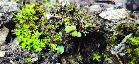 Mannia Triandra Specimen From Plitvice Lakes Download Scientific Diagram