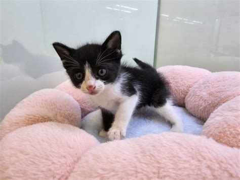 코리안숏헤어 거니 소형강아지종류 브숏 말티슈 푸들성격 꼬똥드툴레아분양 브리더분양 작은강아지 털없는강아지 회색푸들 타이니푸들 키우기쉬운강아지 믹스견종류 풍산개분양 잭러셀테리어